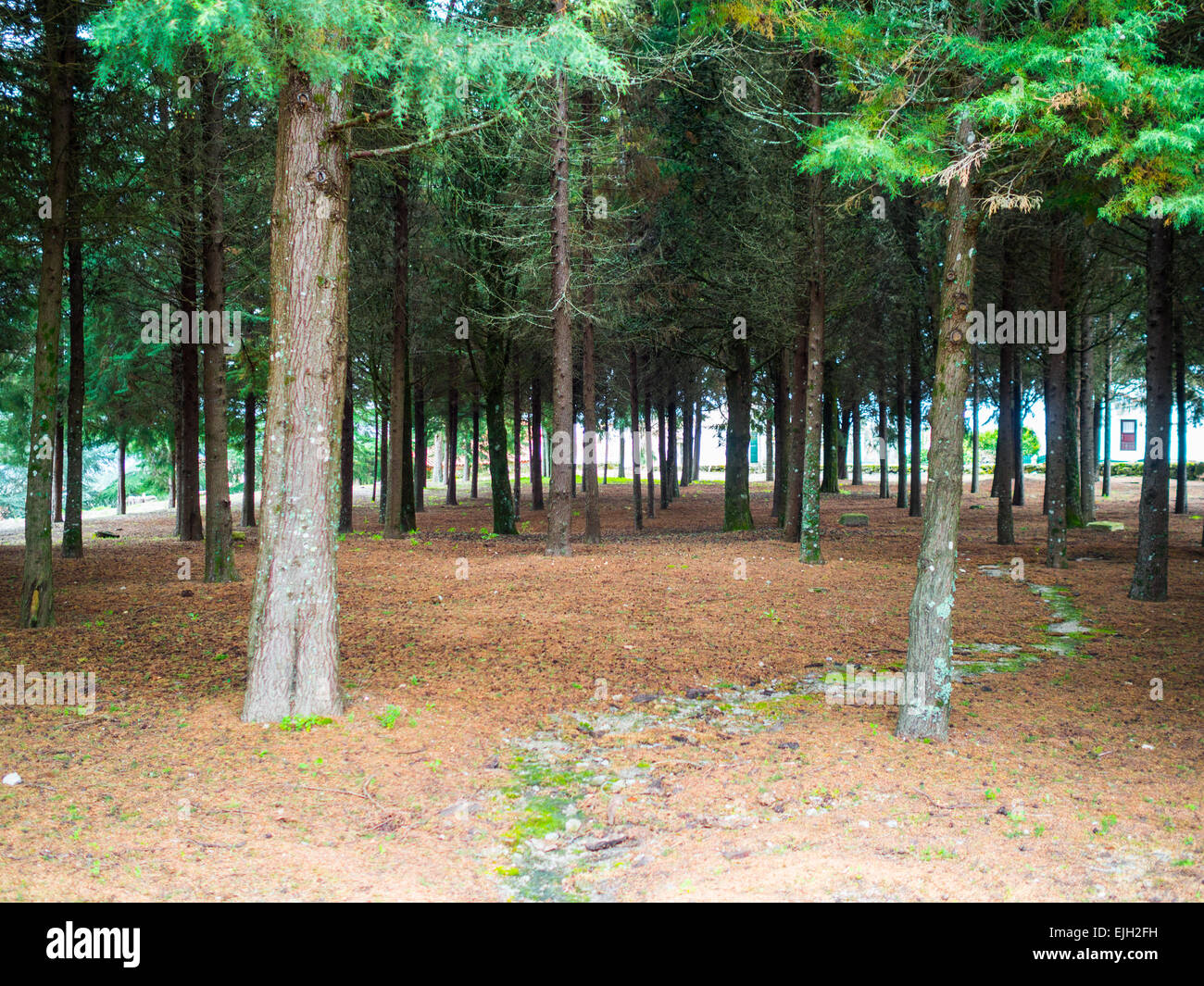 Pine tree forest Stock Photo - Alamy