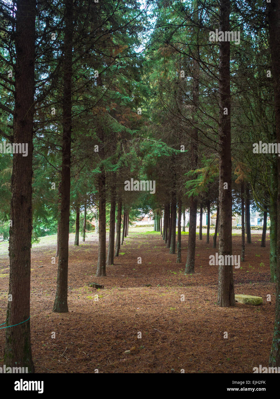 Pine tree forest Stock Photo - Alamy