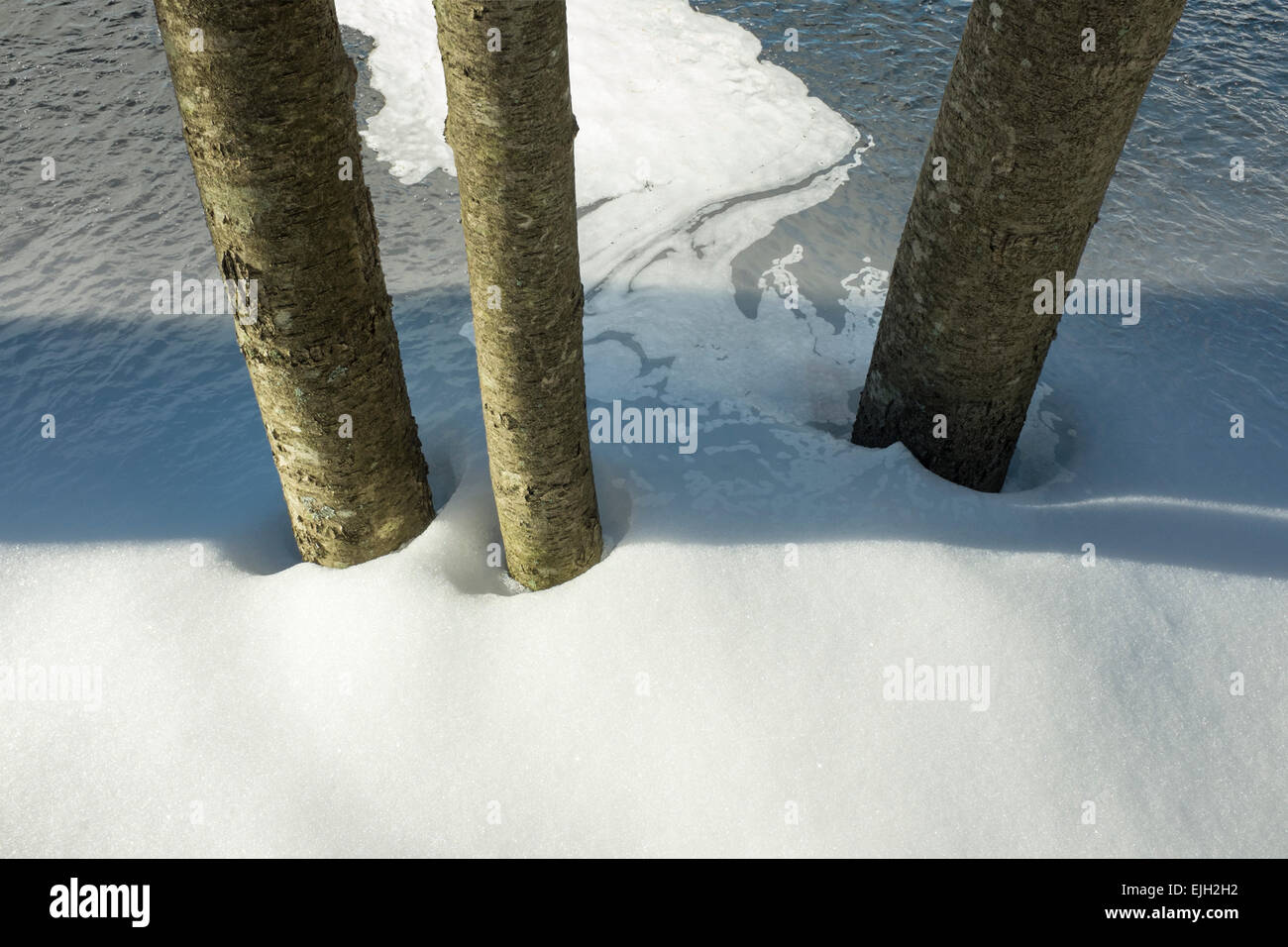 Three Trees in Snow and Water Stock Photo - Alamy