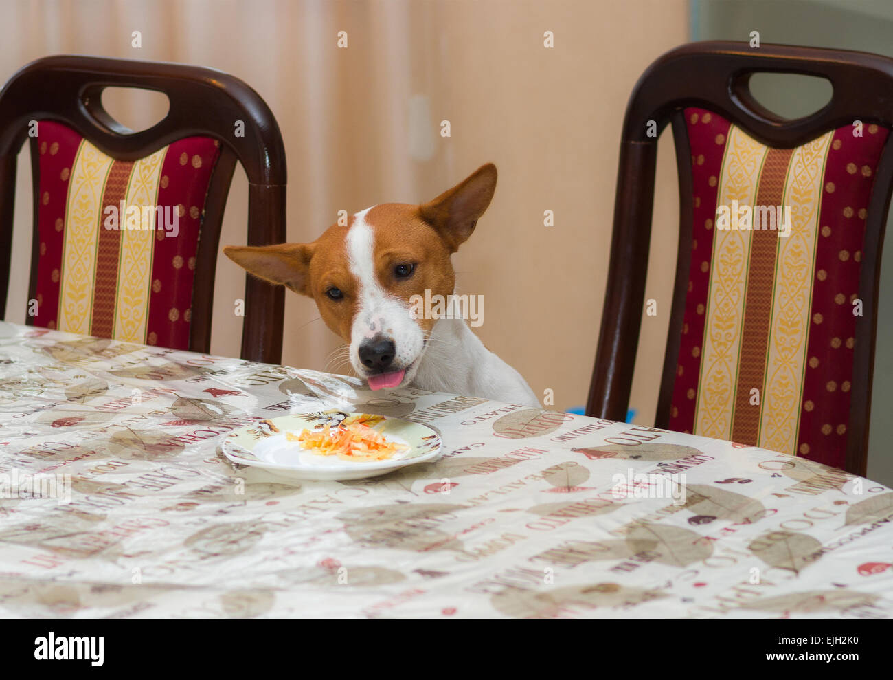 Hungry dog hi-res stock photography and images - Alamy