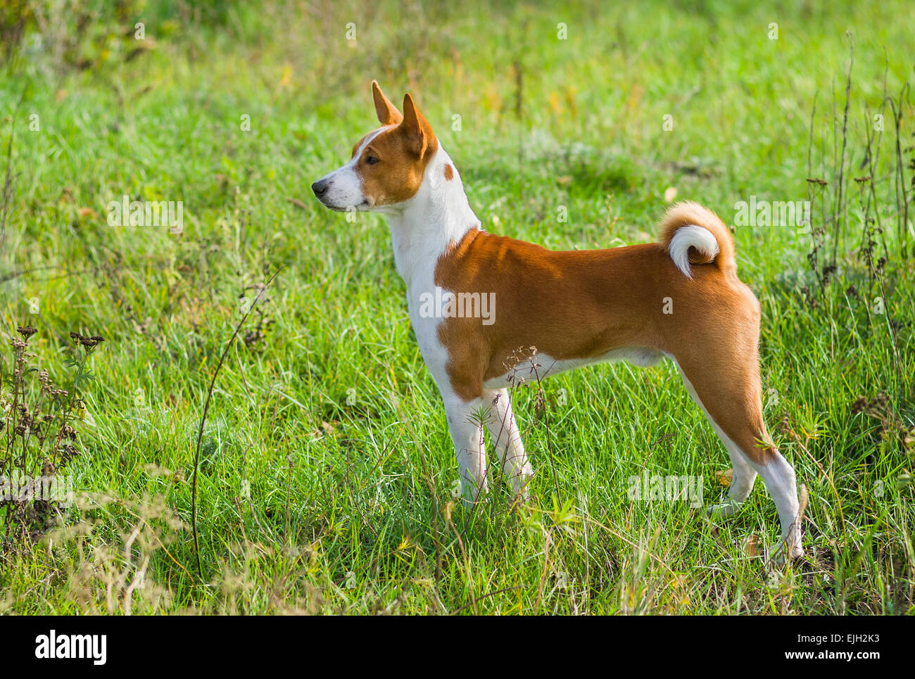 Cute Basenji dog - troop leader in the wild autumnal grass Stock Photo ...