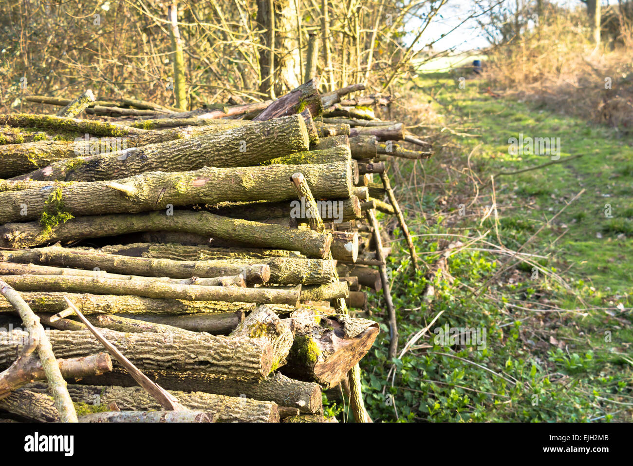 Coppicing a traditional and historic practice that is both ...