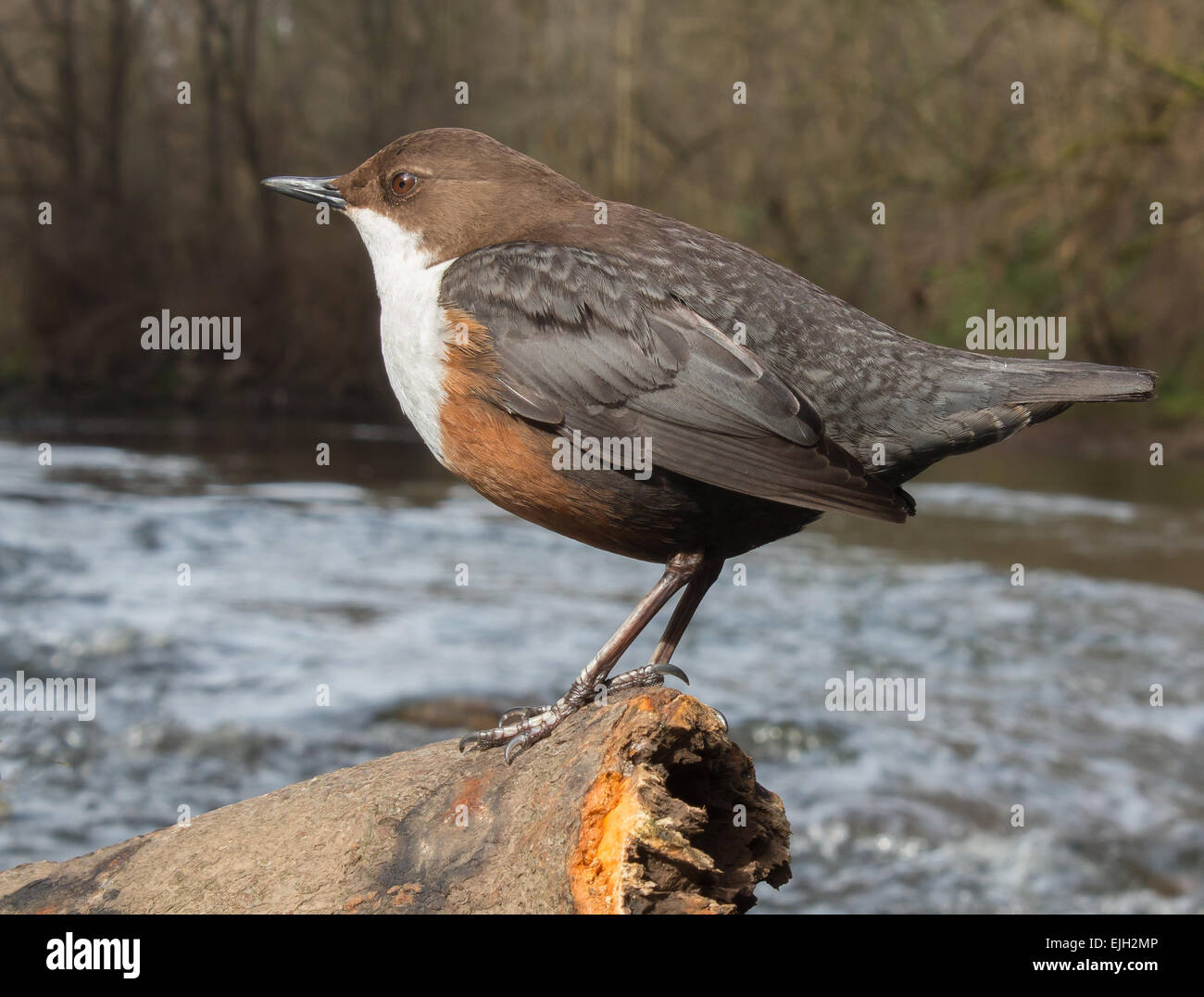 dipper wide angle Stock Photo - Alamy