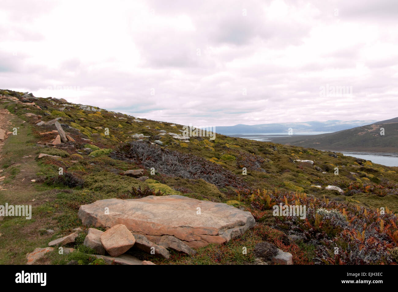 Saunders hi-res stock photography and images - Alamy