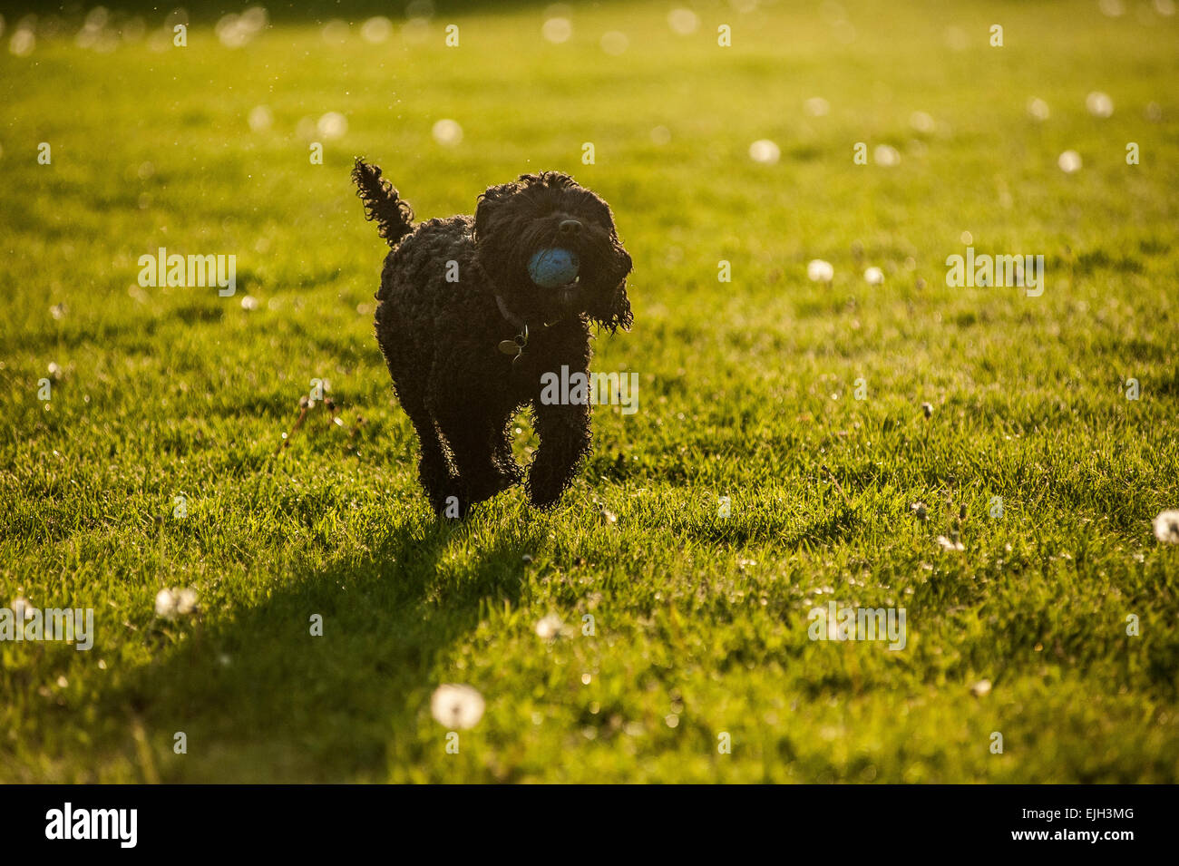 Black and white cockapoo dog in a field hi-res stock photography and ...