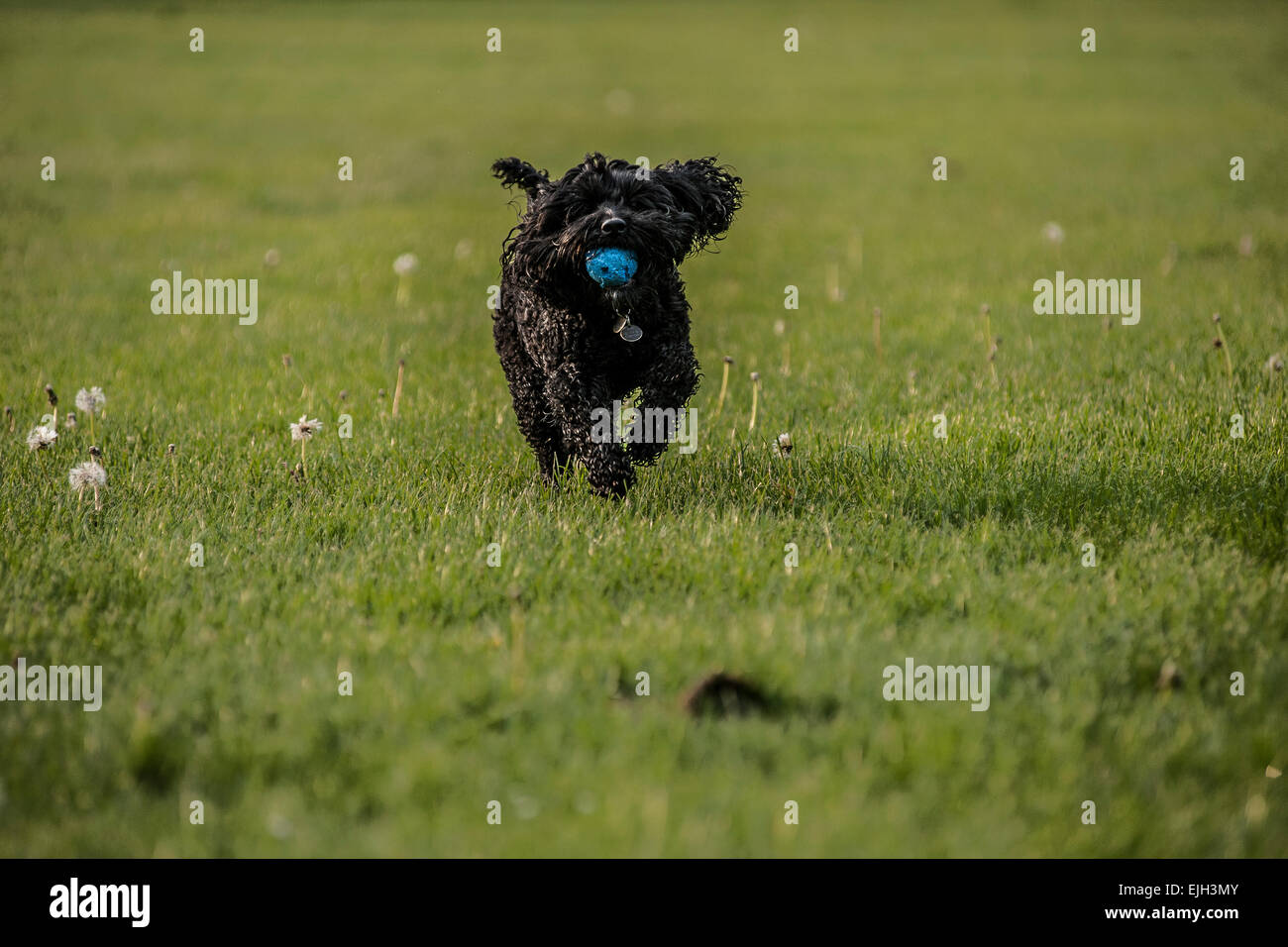Black and white cockapoo dog in a field hi-res stock photography and ...