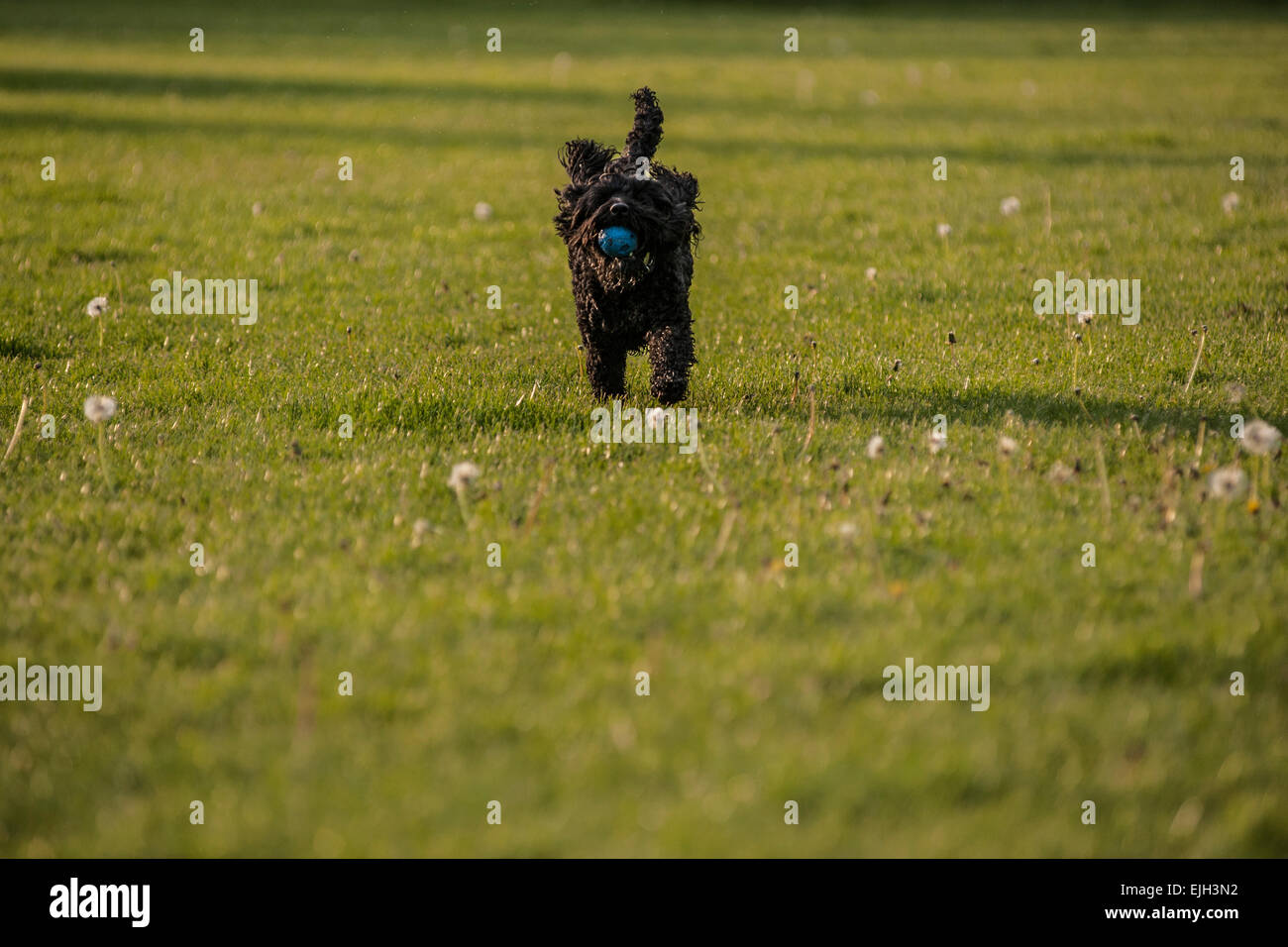 Cockapoo in yellow field hi-res stock photography and images - Alamy