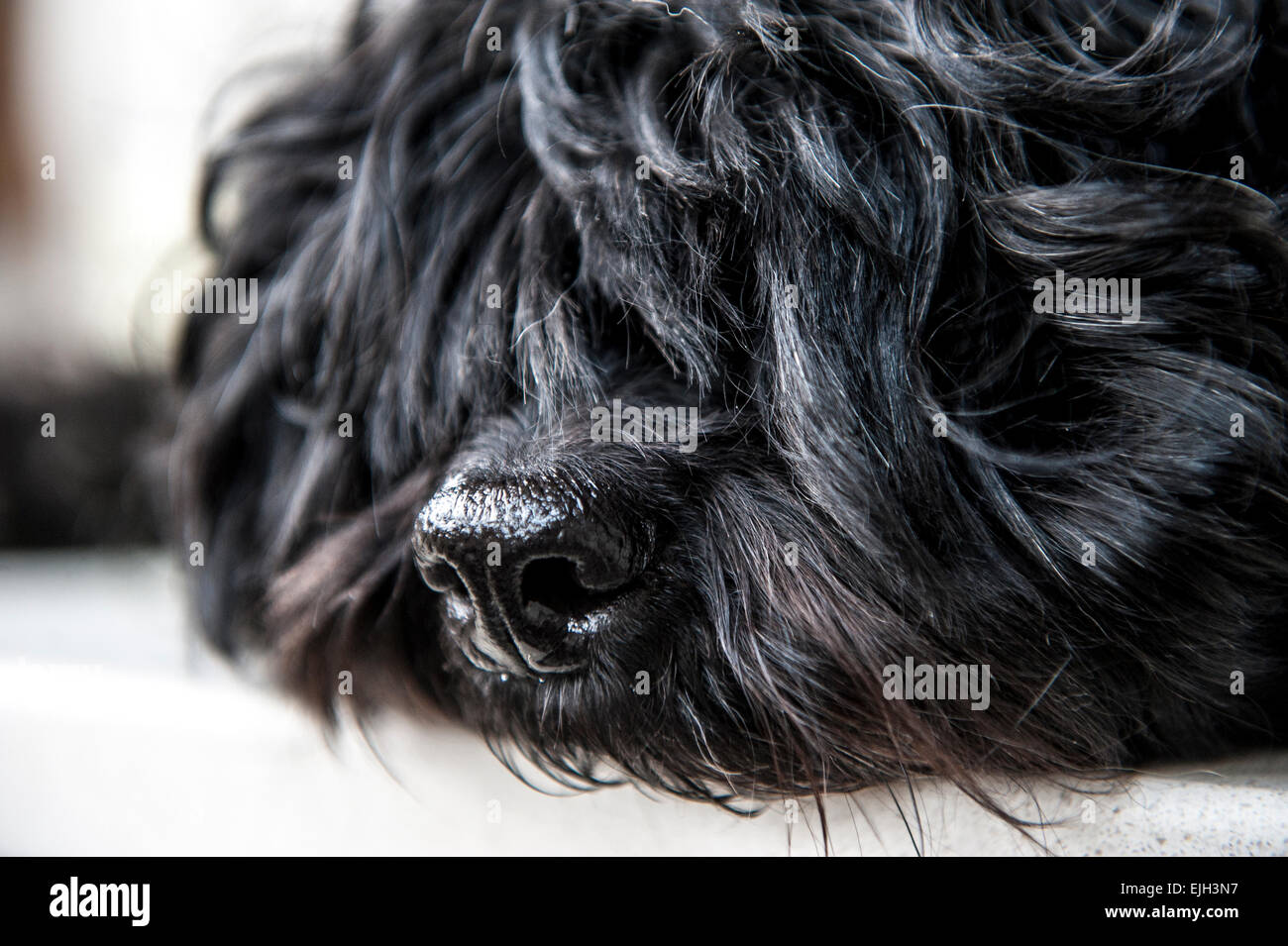 A black cockapoo puppy relaxes with a tennis ball Stock Photo - Alamy