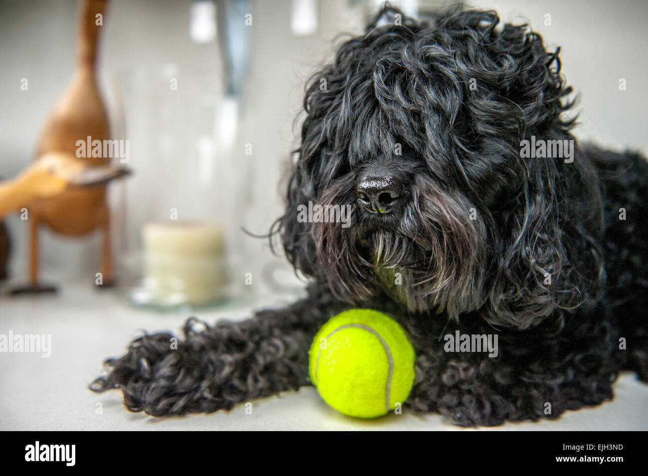 A black cockapoo puppy relaxes with a tennis ball Stock Photo - Alamy
