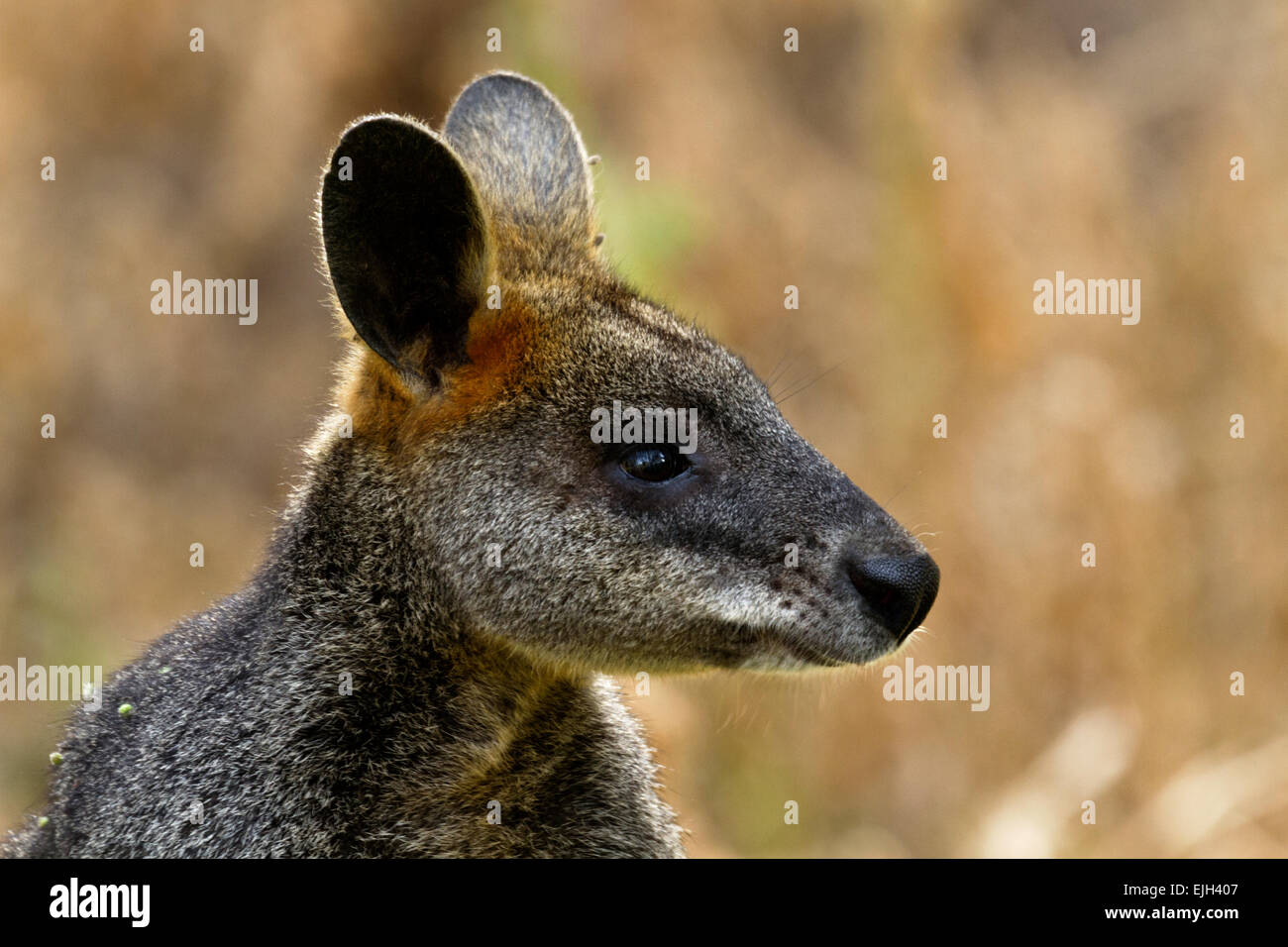 Australias first national park hi-res stock photography and images - Alamy