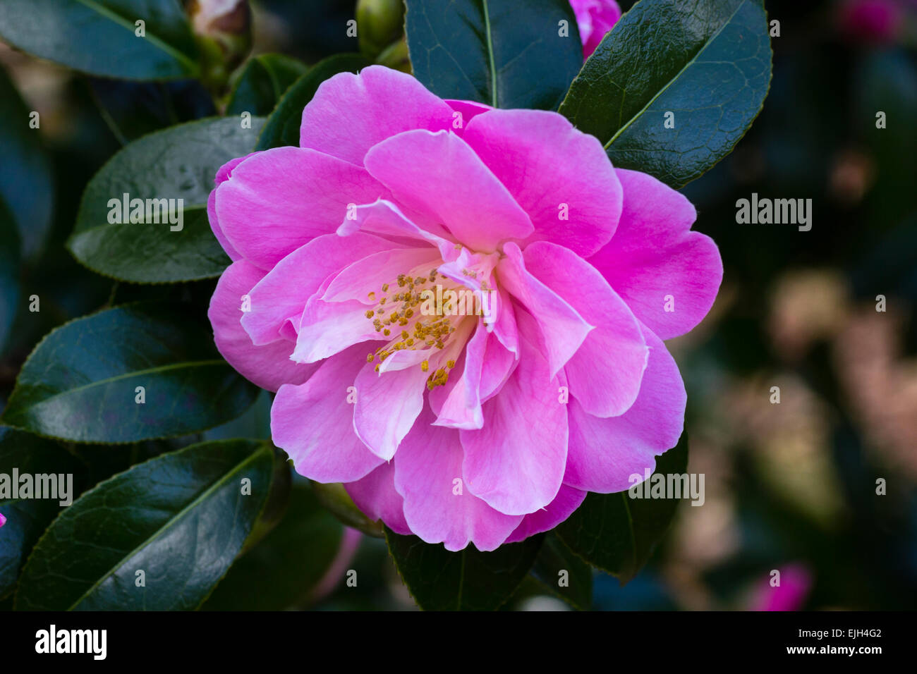 Single semi double flower of the spring flowering evergreen, Camellia x ...