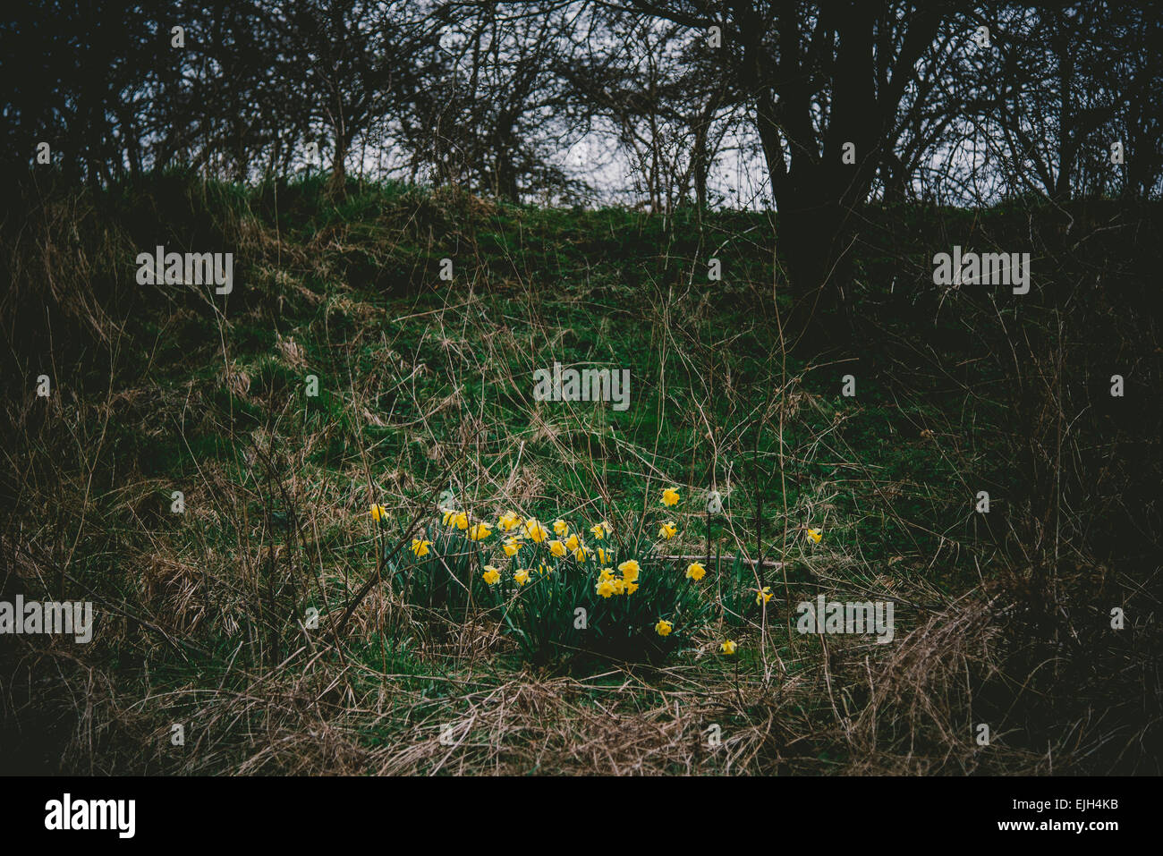 A bunch of yellow spring daffodil flowers growing amongst weeds and ...