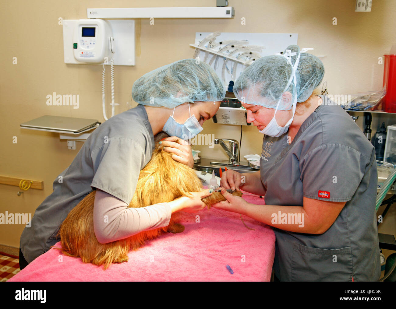 Spay surgery hi-res stock photography and images - Alamy