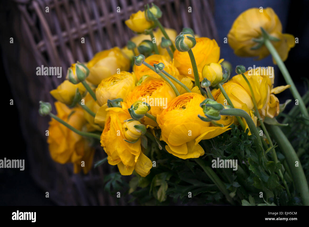 Persian Butter High Resolution Stock Photography and Images - Alamy