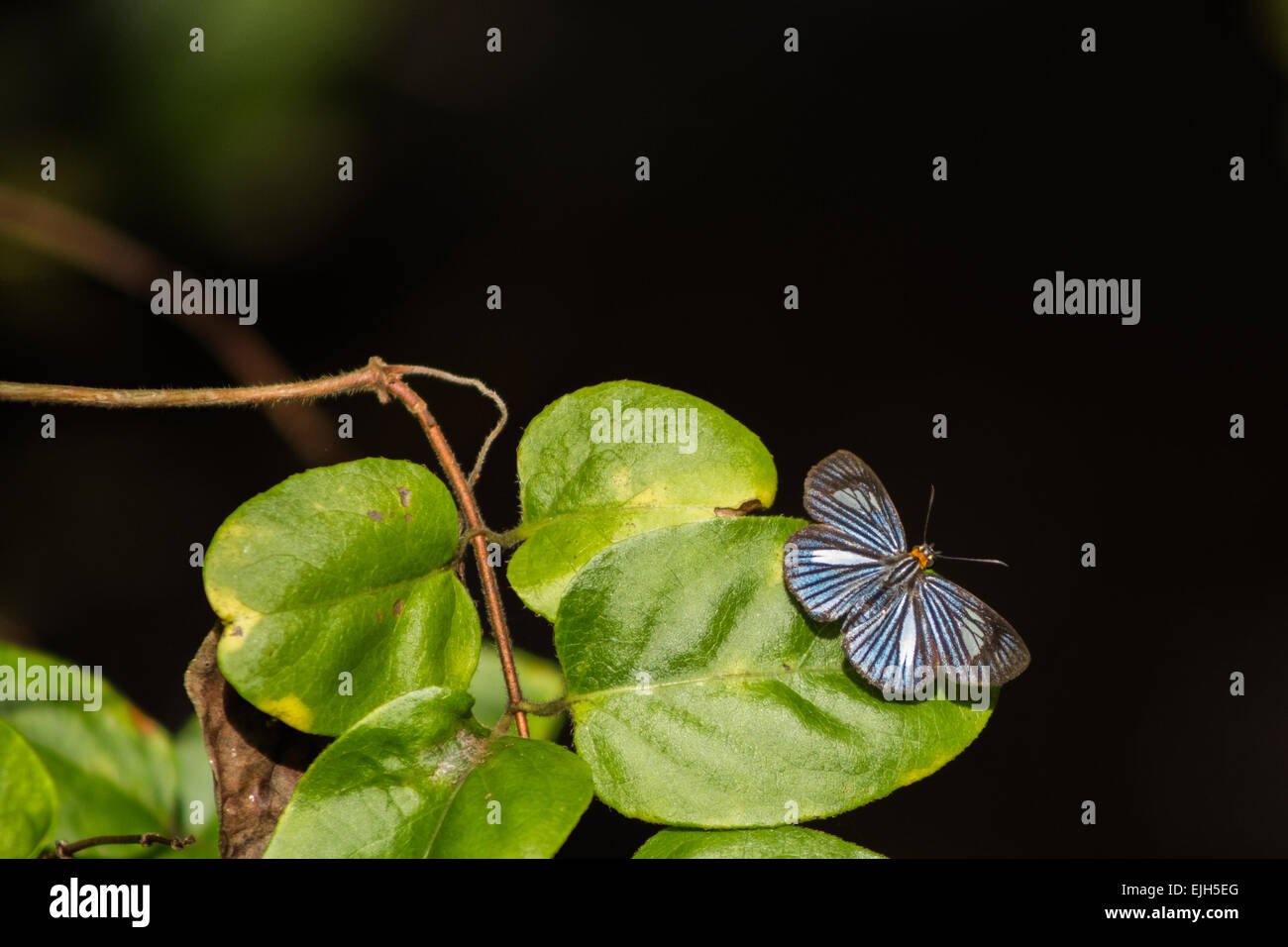Blue striped wings hi-res stock photography and images - Alamy