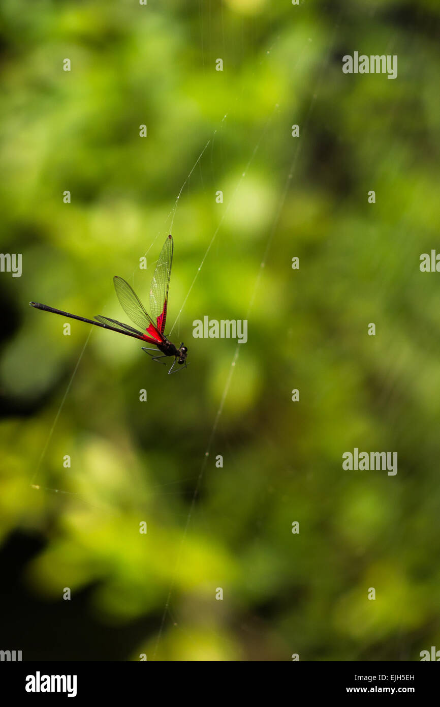 Red wings insect in a cobweb with green background Stock Photo - Alamy