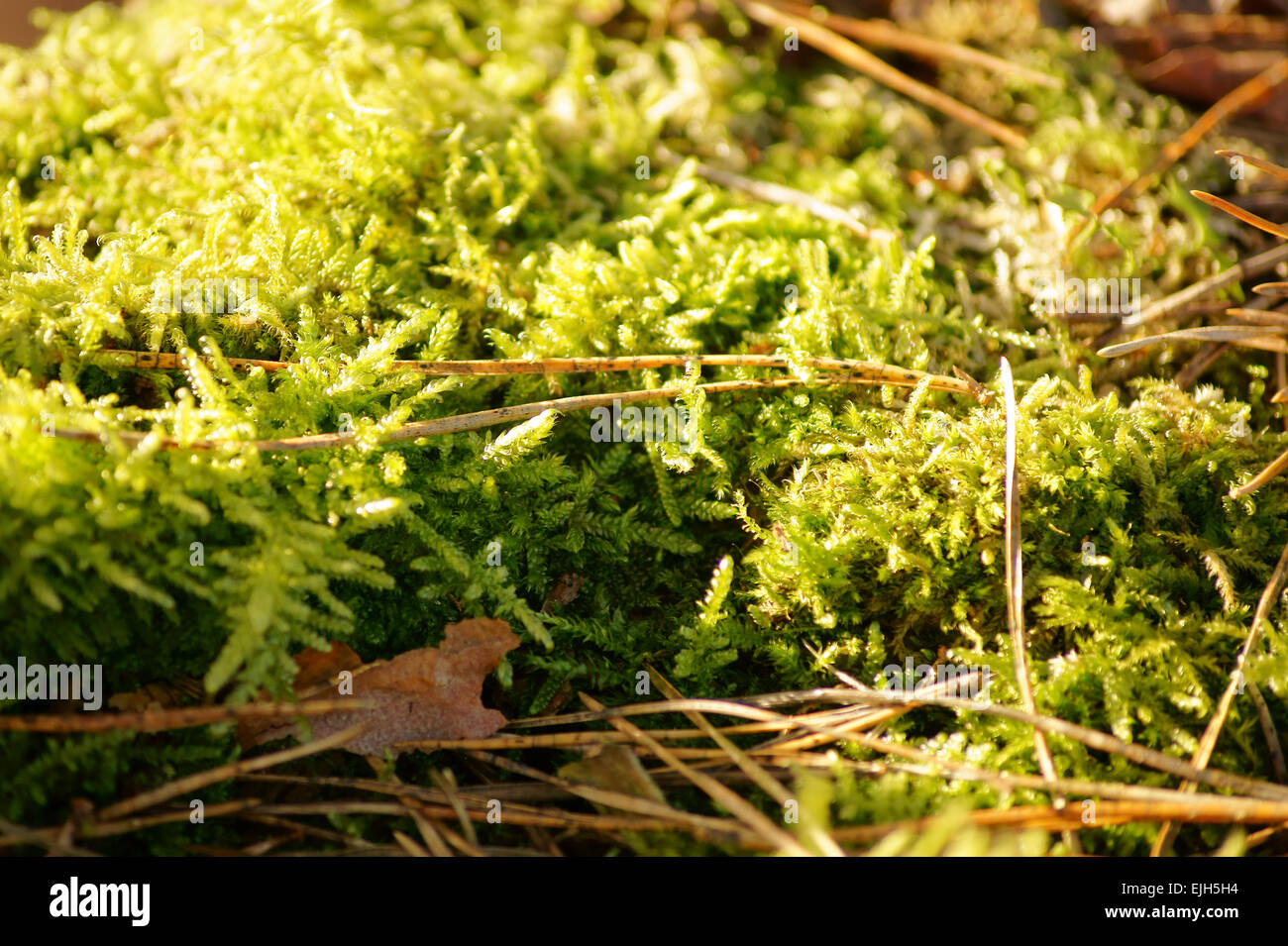 Moss bed hi-res stock photography and images - Alamy