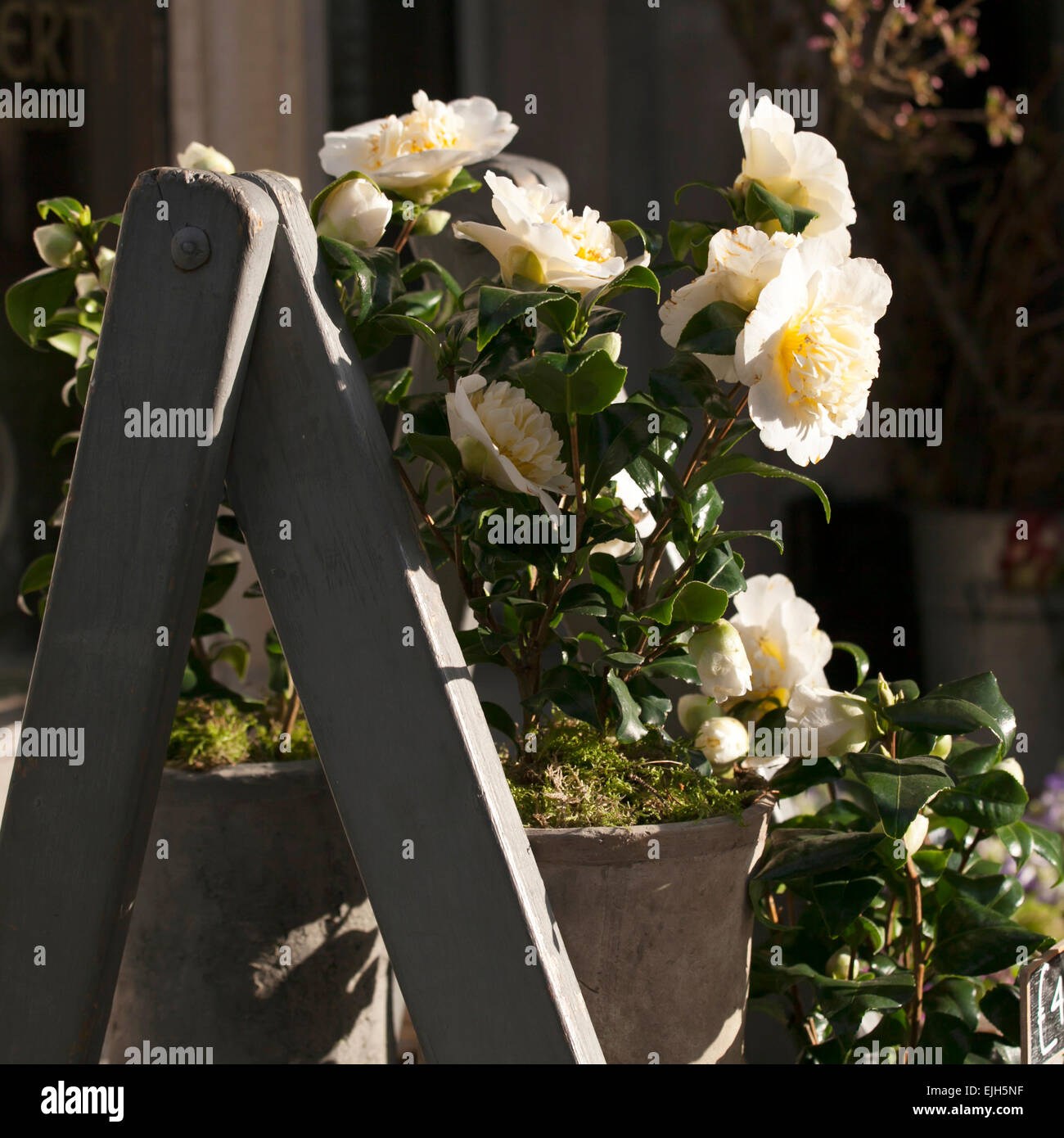 Roses in a decorative pot. Gardening Stock Photo - Alamy