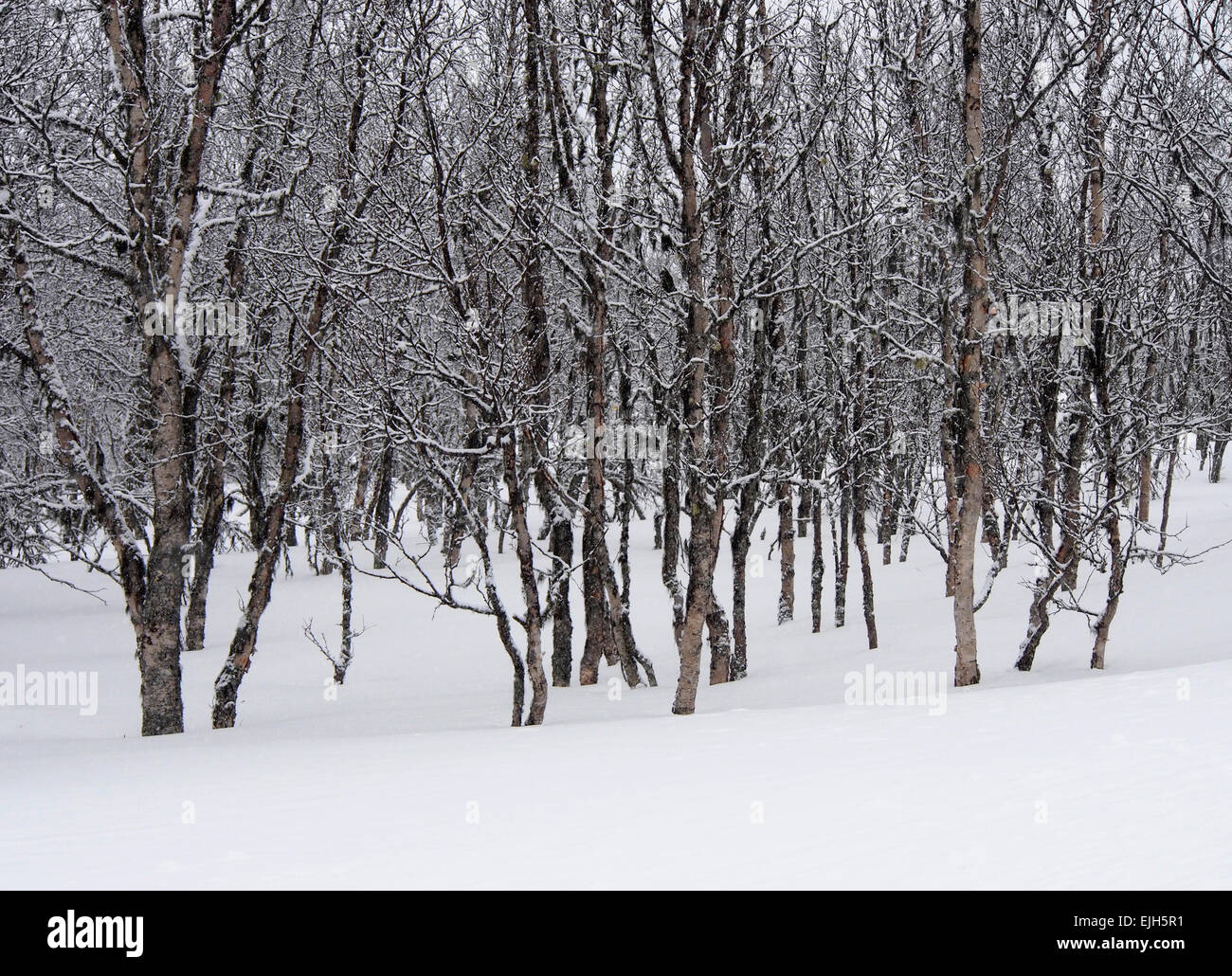 Birch trees snow hi-res stock photography and images - Alamy