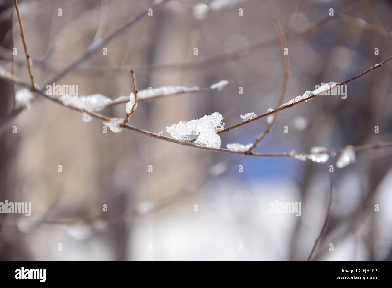 Snow on twigs in sunny weather Stock Photo - Alamy