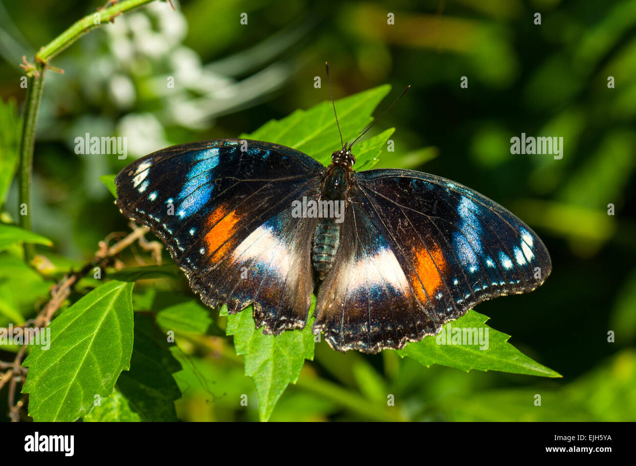 Common Eggfly Butterfly, Hypolimnas bolina at Melbourne Zoo Stock Photo ...