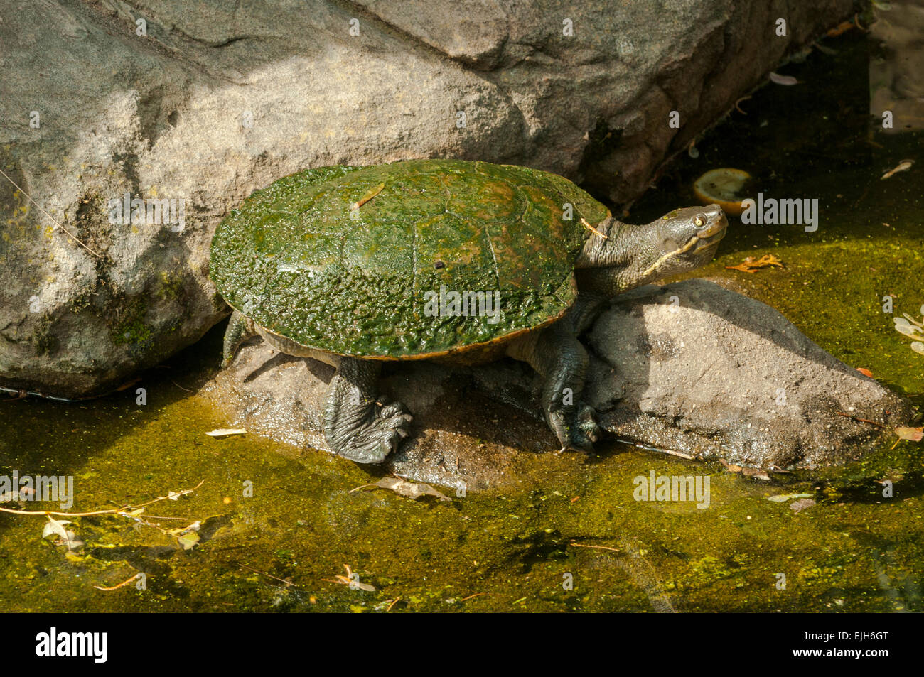 Painted Terrapin, Batagur borneoensis at Melbourne Zoo Stock Photo - Alamy