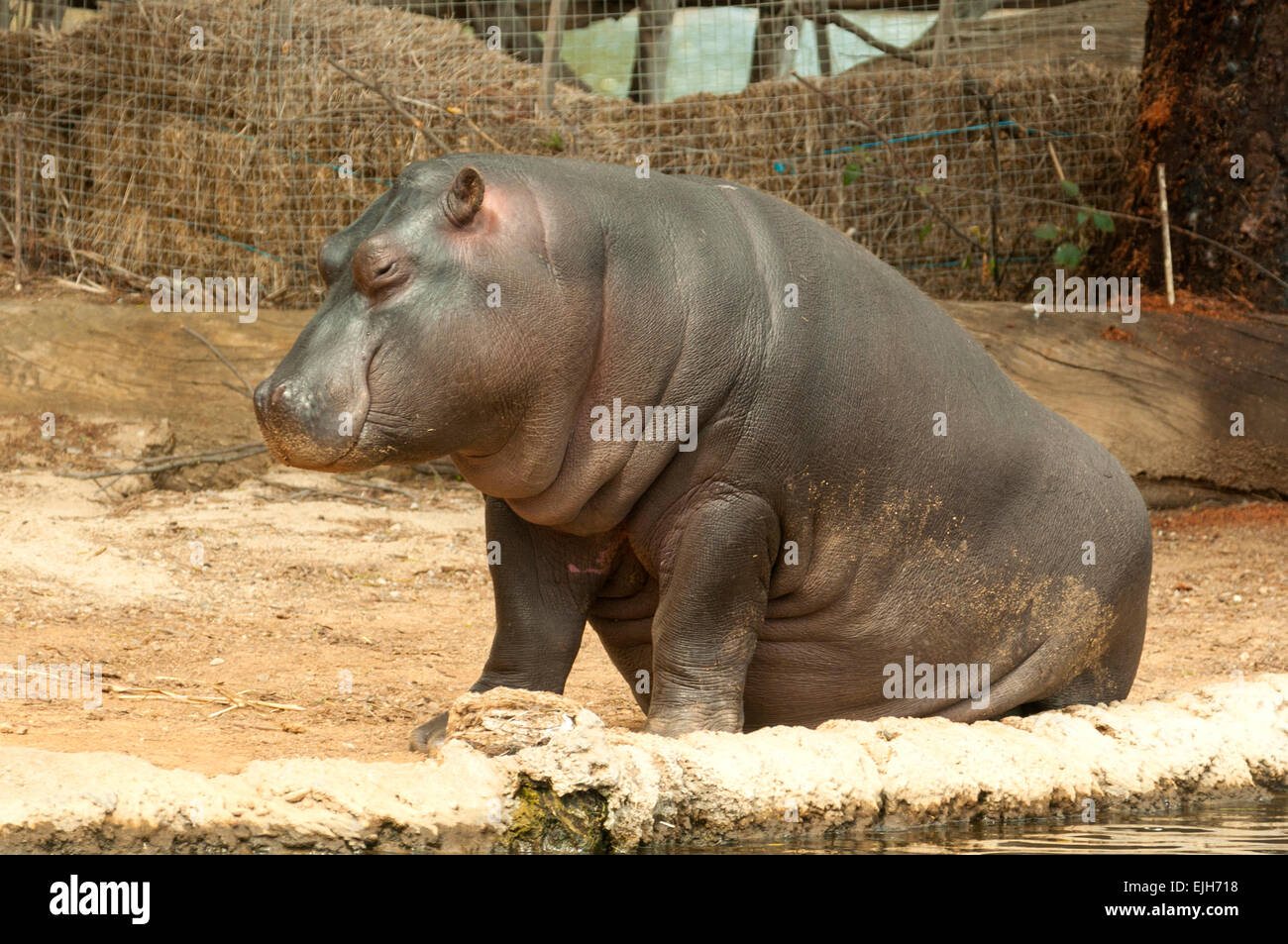 Young Hippo, Hippopotamus amphibius at Werribee Open Zoo Stock Photo ...