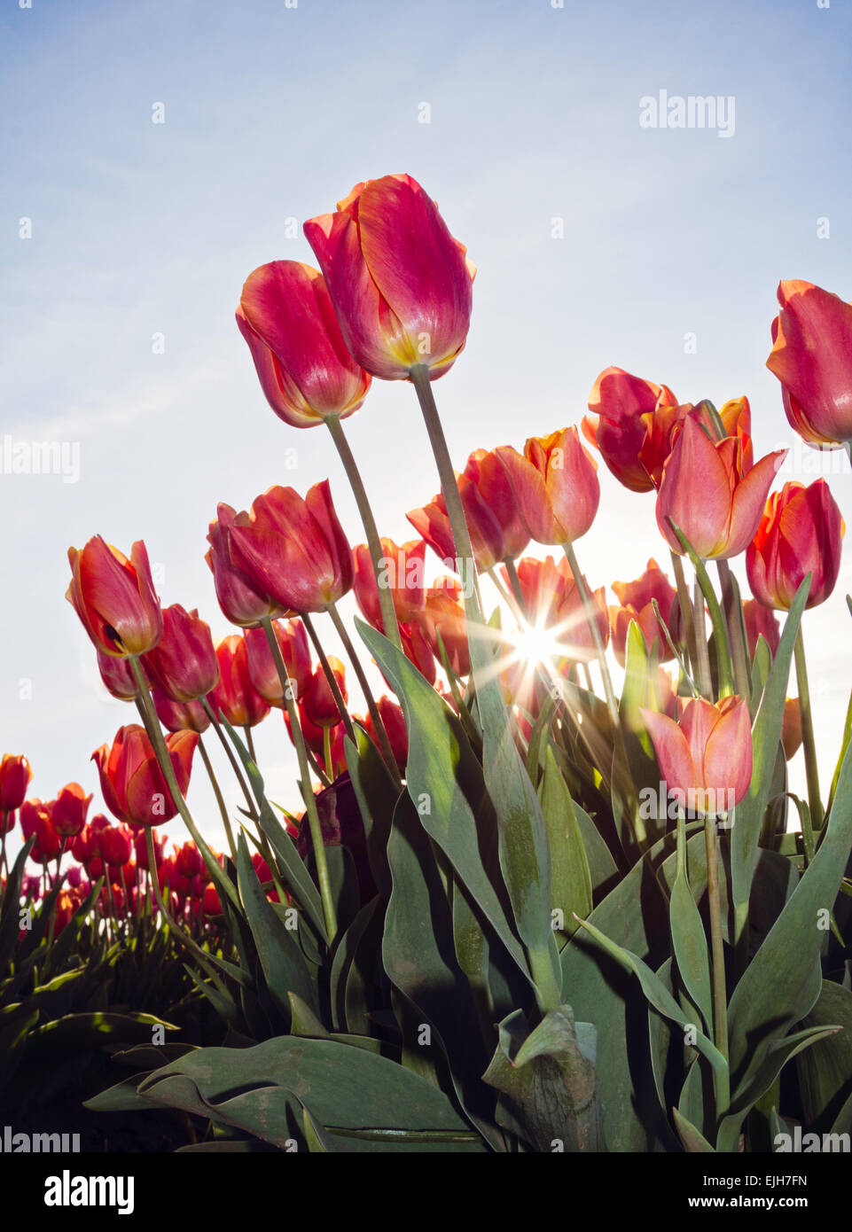 Vibrant spring tulip field in bloom Stock Photo - Alamy