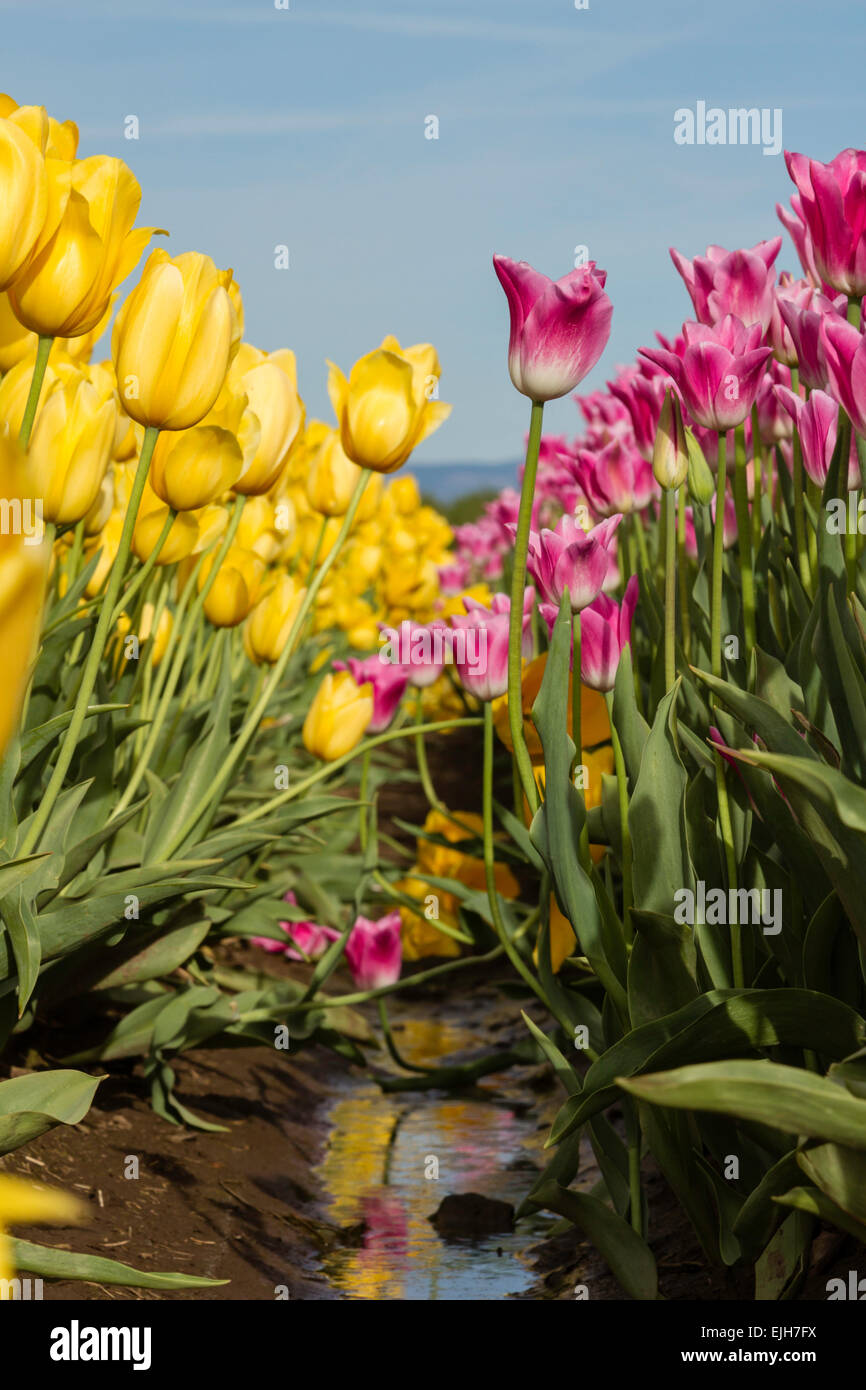 Tulip field landscape rows hi-res stock photography and images - Alamy