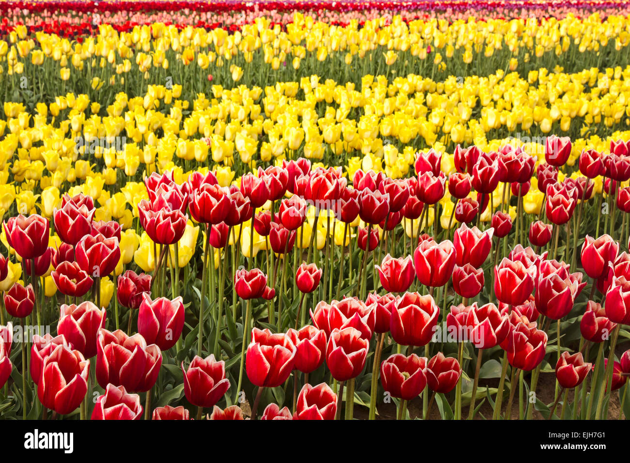 Vibrant spring tulip field in bloom Stock Photo - Alamy