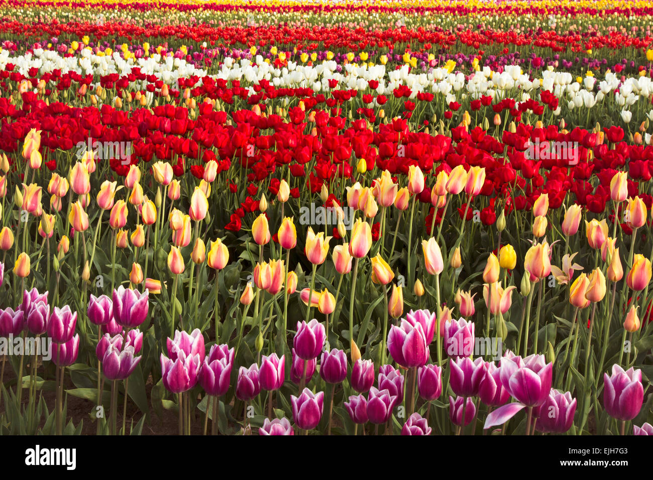 Vibrant spring tulip field in bloom Stock Photo - Alamy