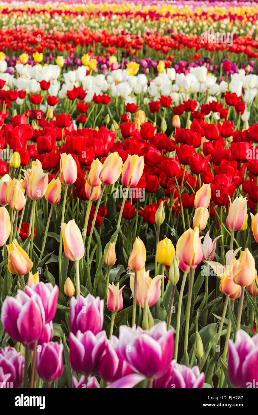 Vibrant spring tulip field in bloom Stock Photo - Alamy