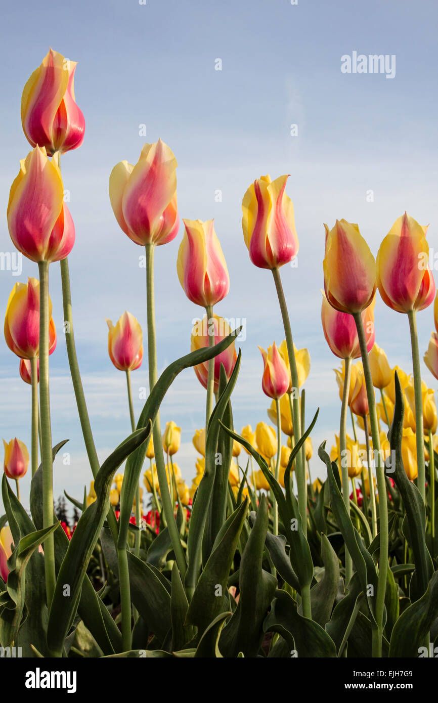 Vibrant spring tulip field in bloom Stock Photo - Alamy