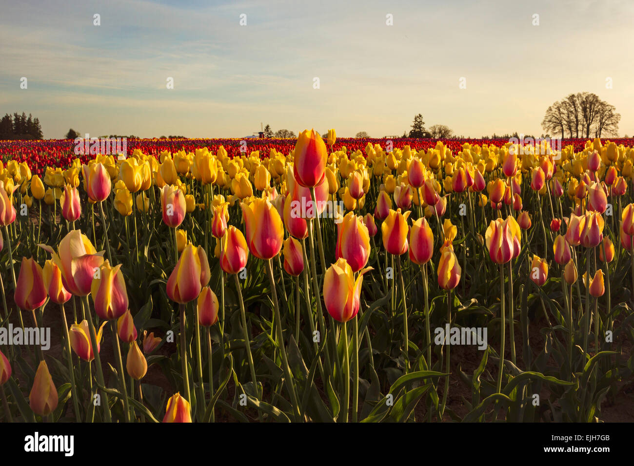 Vibrant spring tulip field in bloom Stock Photo - Alamy