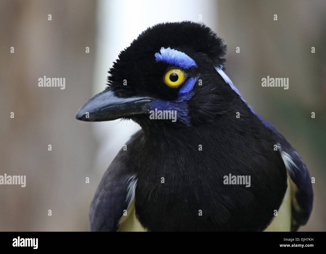 Plush-crested Jay Face Stock Photo - Alamy