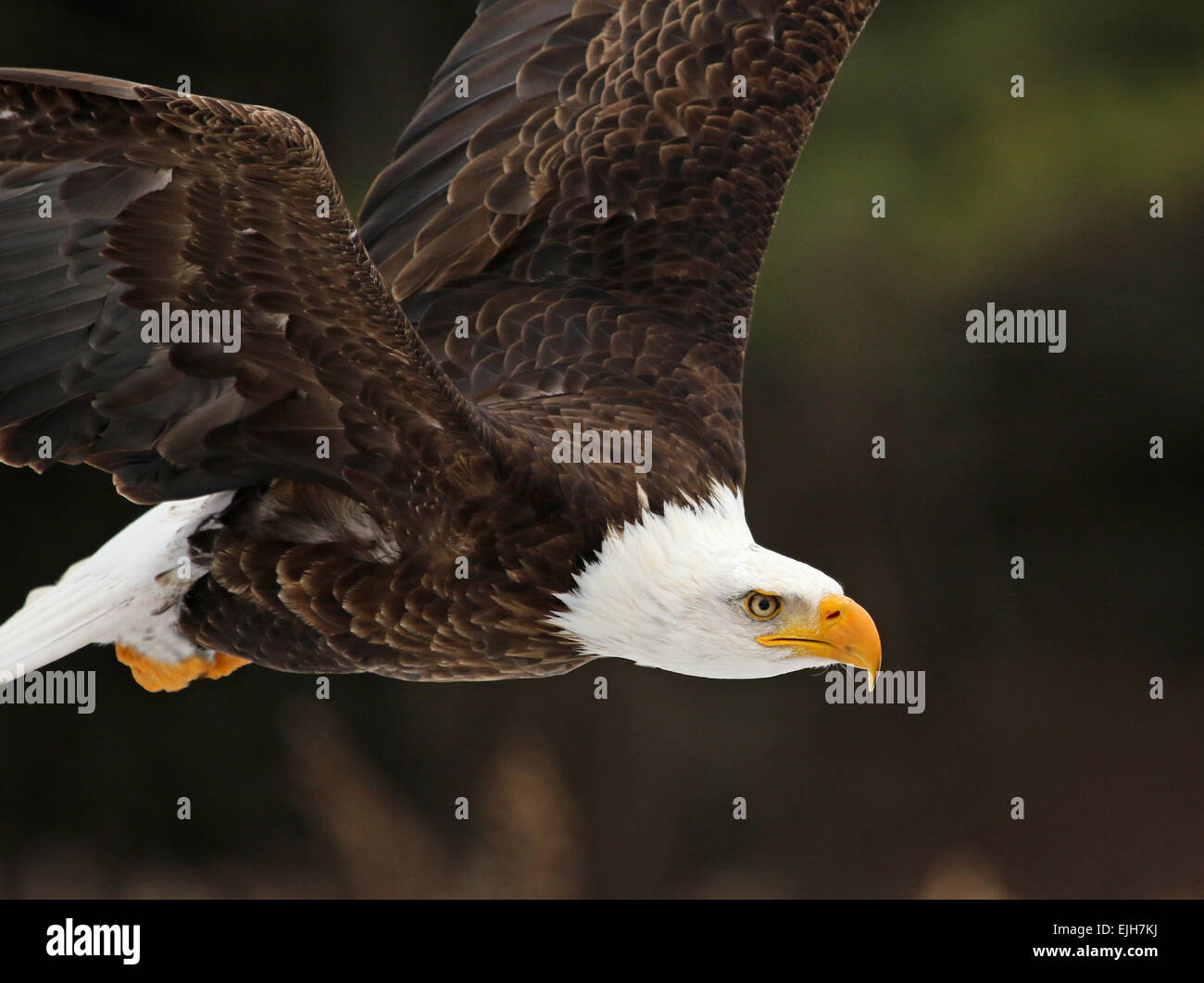 Bald Eagle in Flight Close-Up Stock Photo - Alamy