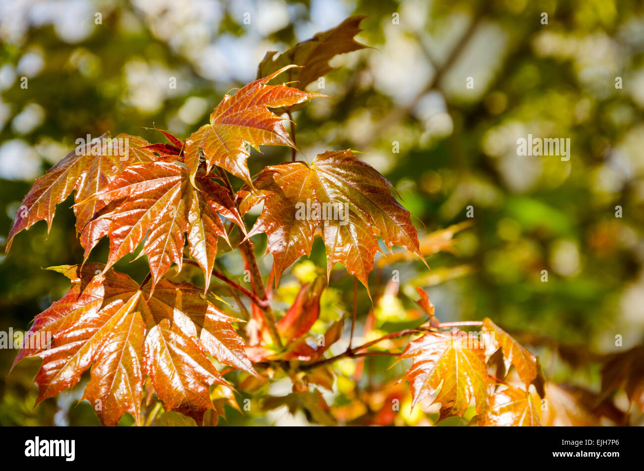 Young spring maple leaves illuminated by sunlight Stock Photo - Alamy