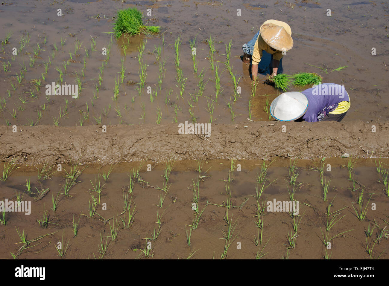 Farmer planting rice seedlings, Sindoro-Sumbing Valley, Java, Indonesia ...