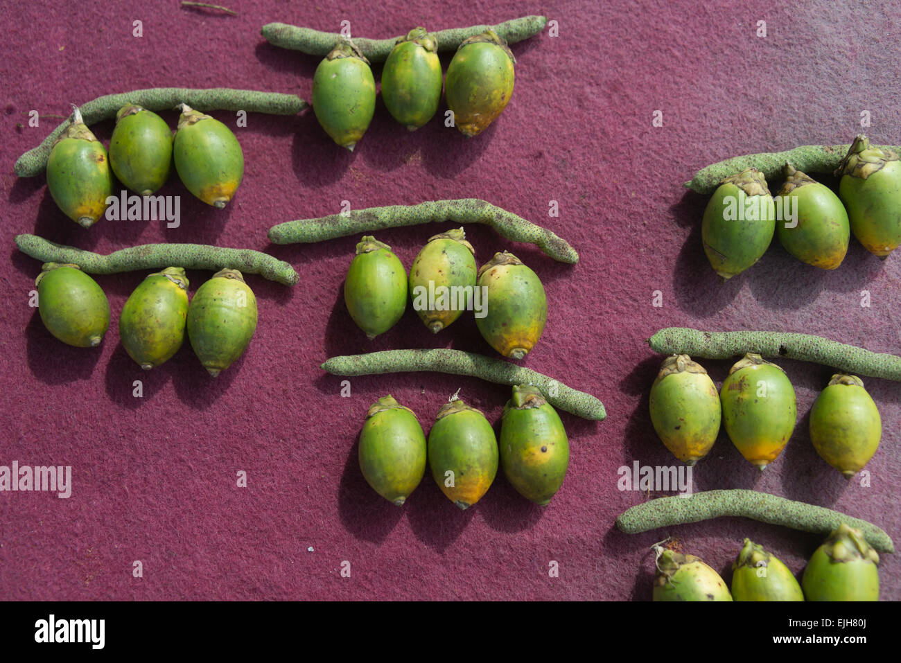 Betel nuts Jayapura, Papua, Indonesia Stock Photo - Alamy