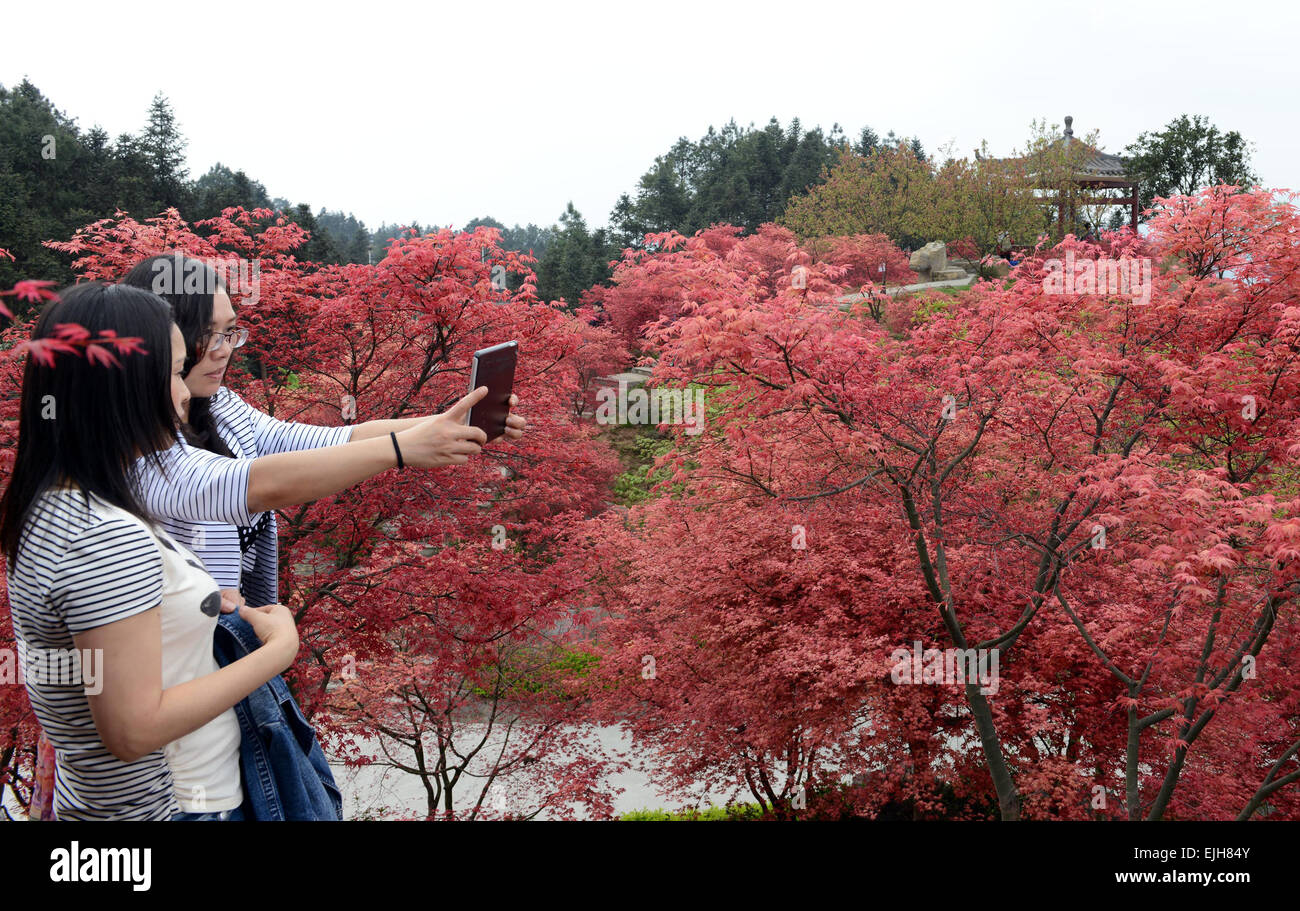 Chongqing, China. 26th Mar, 2014. Tourists take photos of red leaves at ...