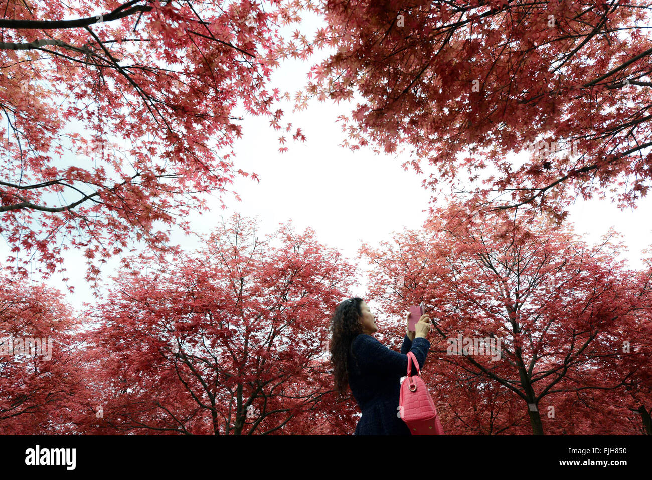 Chongqing, China. 26th Mar, 2014. A tourist takes photos of red leaves ...