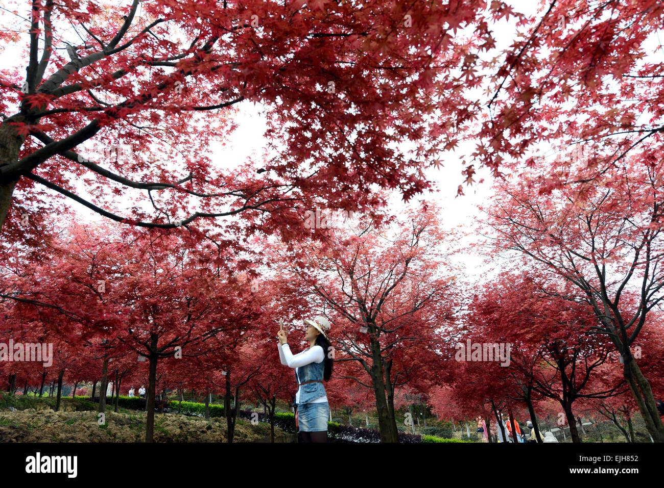 Chongqing, China. 26th Mar, 2014. A tourist takes photos of red leaves ...