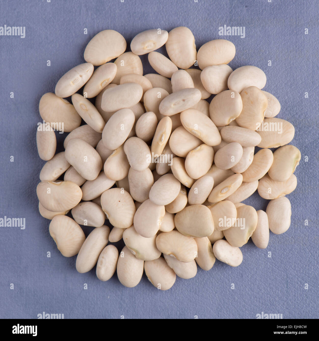 Top view of circle of white beans against purple vinyl background Stock ...