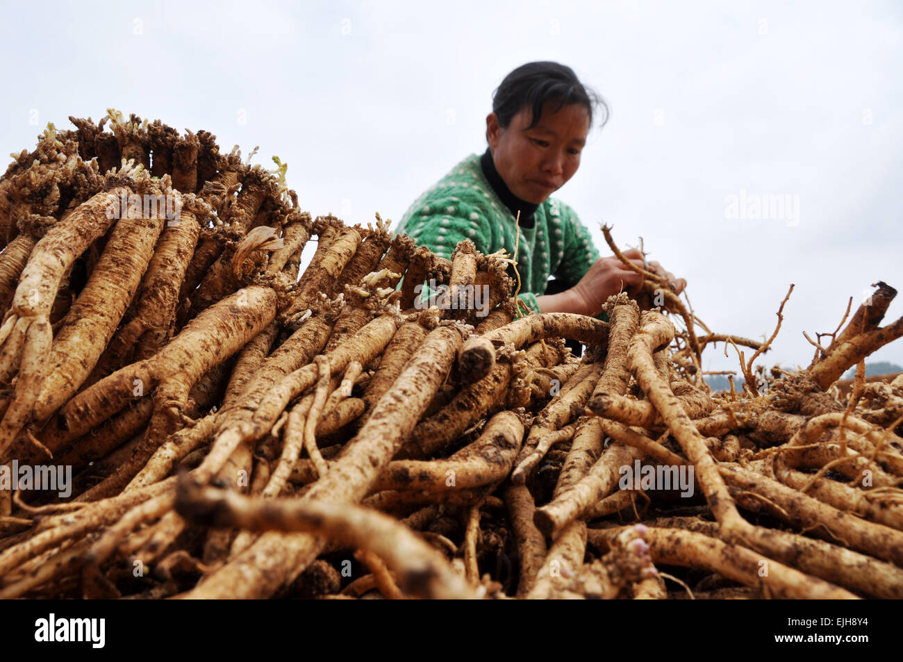Yuan wenbin hi-res stock photography and images - Alamy