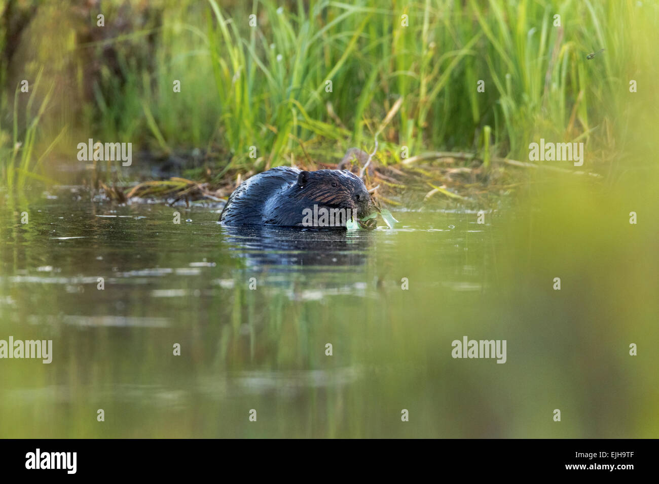 North American Beaver Stock Photo - Alamy
