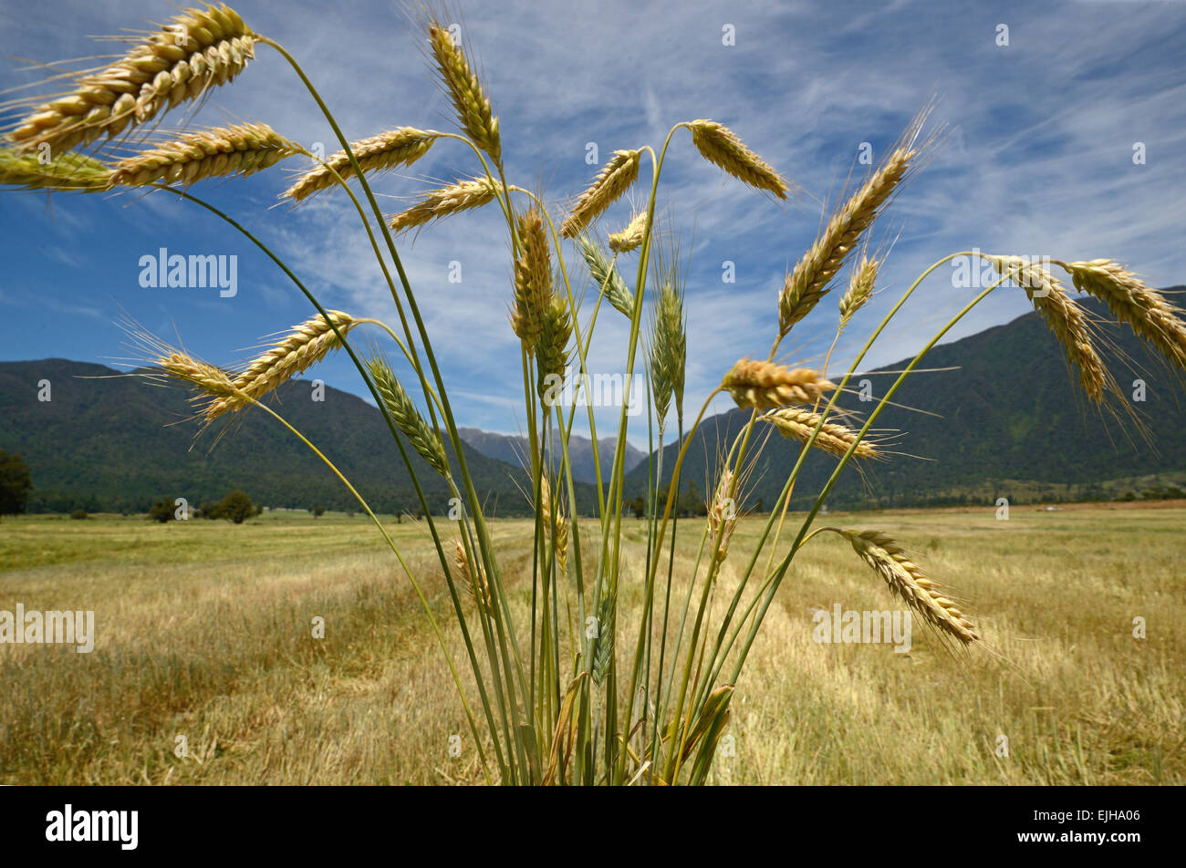 A sheaf of triticale overlooks a harvested paddock. Triticale is a ...