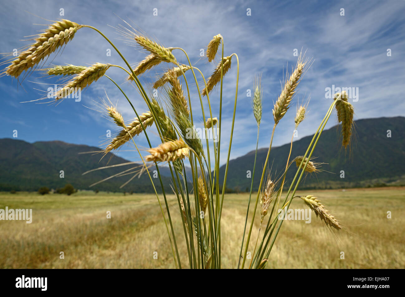 A sheaf of triticale overlooks a harvested paddock. Triticale is a ...