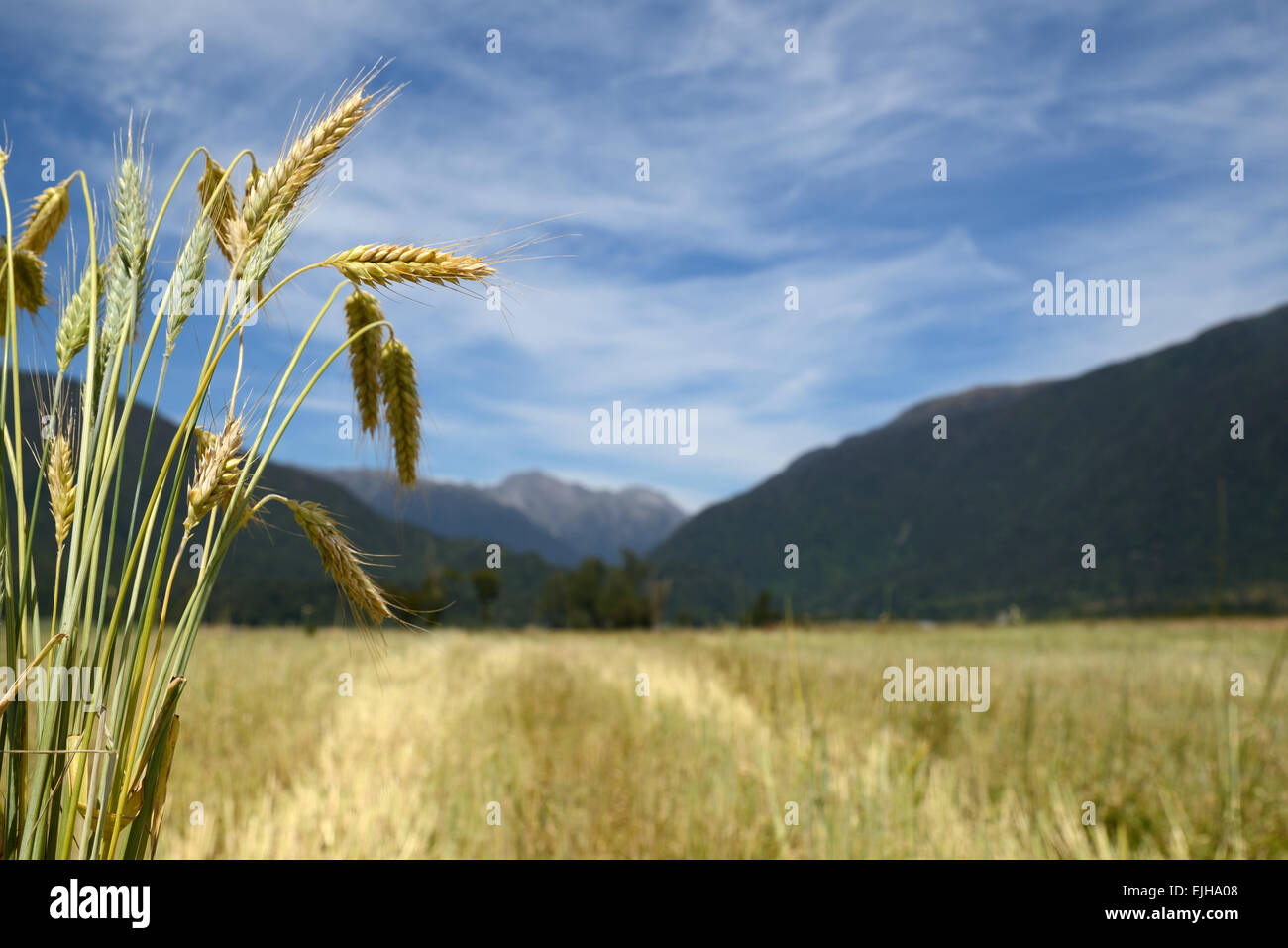 A sheaf of triticale overlooks a harvested paddock. Triticale is a ...