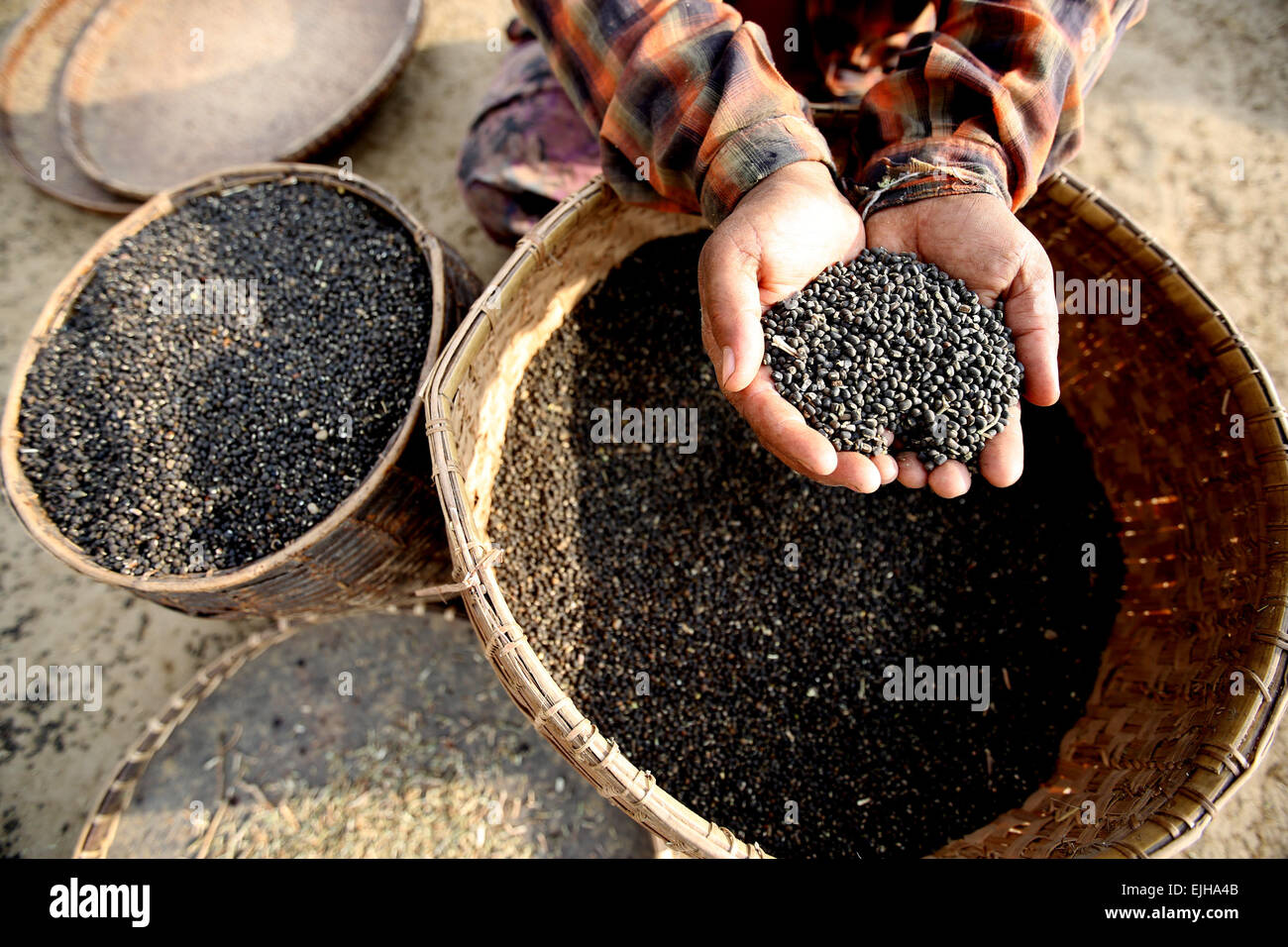 Nay Pyi Taw, Myanmar. 26th Mar, 2015. A woman shows matpe beans during ...