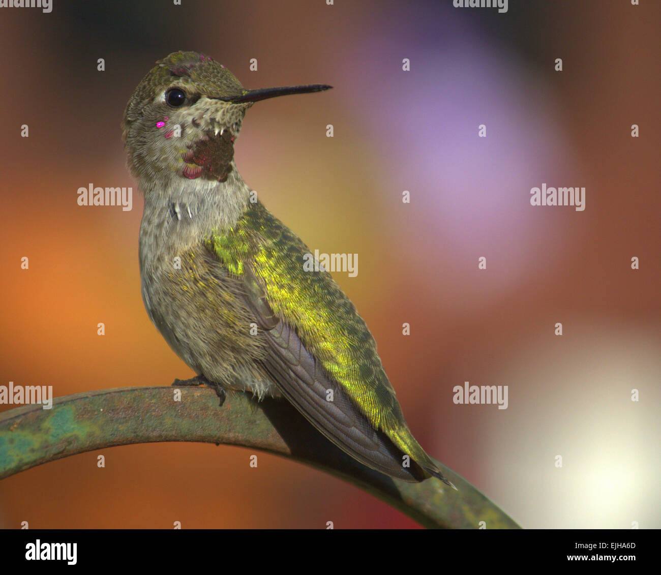 Color image of an Anna's Hummingbird. Northern California Stock Photo ...